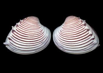 帘蛤目 Veneroida 蓝色动物学（中国动物学科普）